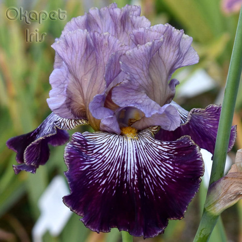 Javalanche | Okapette Iris