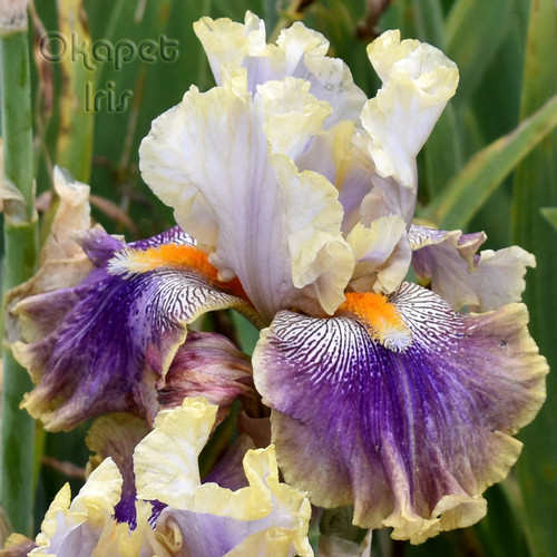 Rare Blend | Okapette Iris