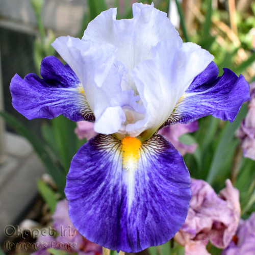 Quelle Classe | Okapette Iris