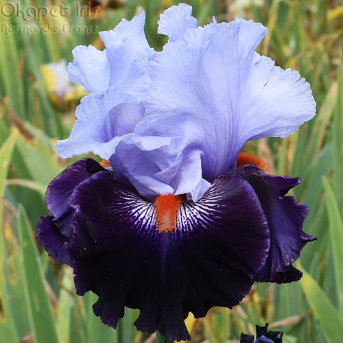 Honourable Lord | Okapette Iris