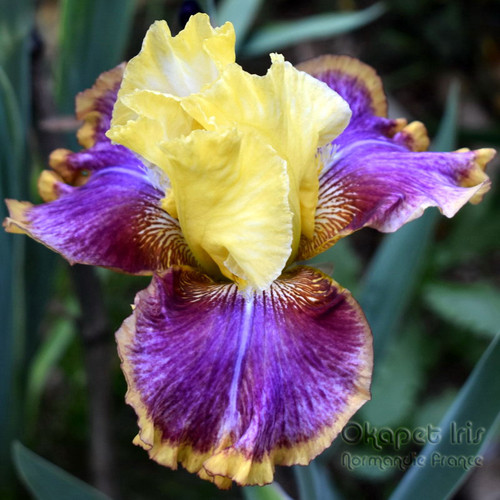 Bold Pattern | Okapette Iris