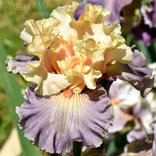 Eye For Fashion | Okapette Iris