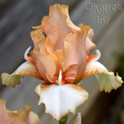 Ailes Des Anges | Okapette Iris