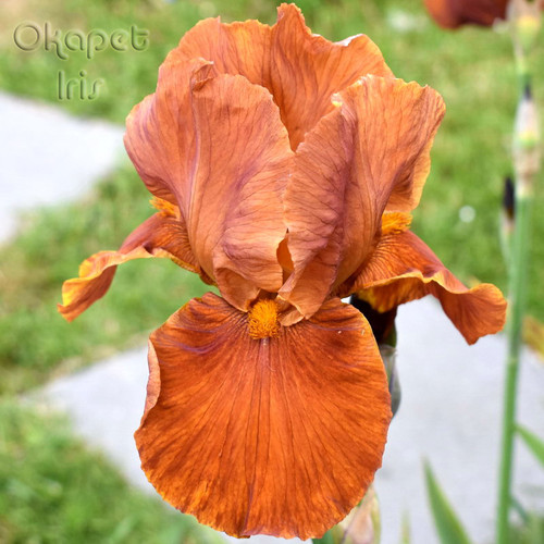 Brindisi | Okapette Iris