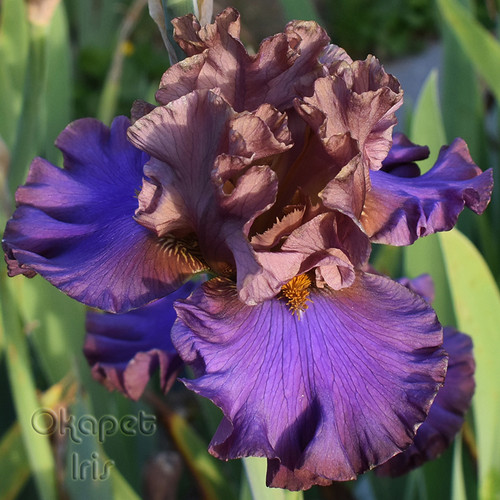 Sidekick | Okapette Iris