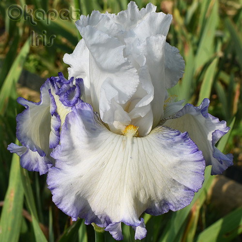 Cascadia | Okapette Iris
