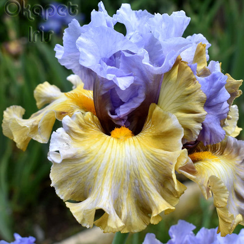 Collusion | Okapette Iris