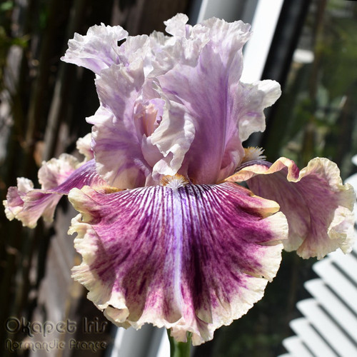 Die Laughing | Okapette Iris