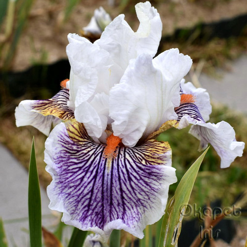 Berserk | Okapette Iris