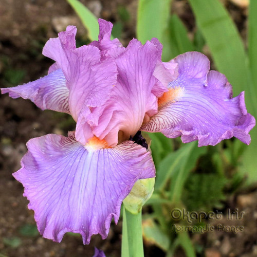 Effrontee | Okapette Iris