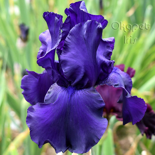 Titan's Glory | Okapette Iris