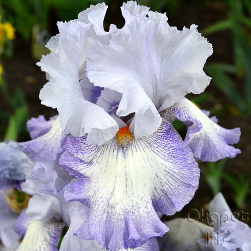Acoma | Okapette Iris