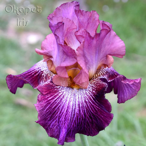 Vibrations | Okapette Iris