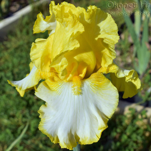 Highlighter | Okapette Iris