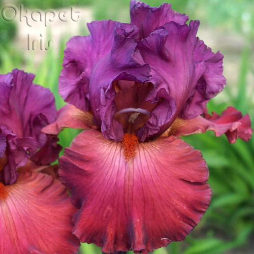 Chianti Classic | Okapette Iris