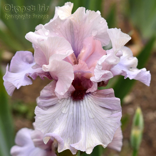 Dragon Kiss | Okapette Iris