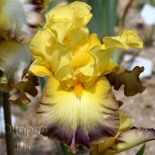 Medieval Legend | Okapette Iris