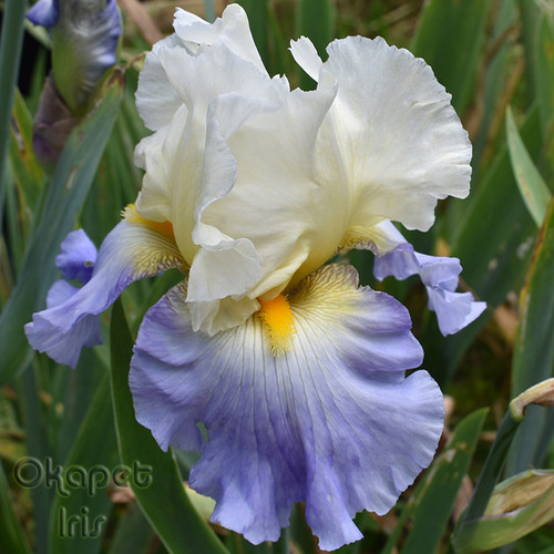 Vermeer | Okapette Iris