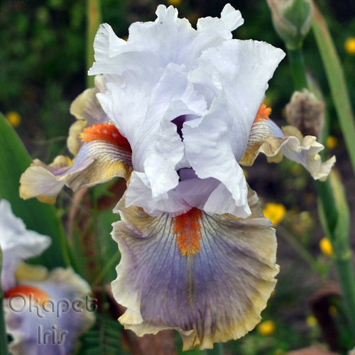 Snaparazzi | Okapette Iris