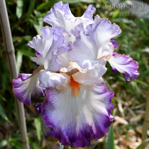 In The Loop | Okapette Iris