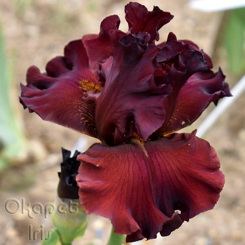 Bev's Babe | Okapette Iris