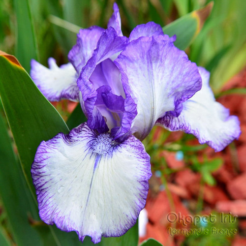 Bold Print | Okapette Iris