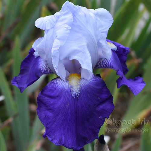 Night Edition | Okapette Iris