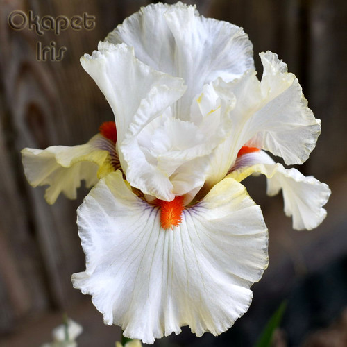 Silent Fire | Okapette Iris