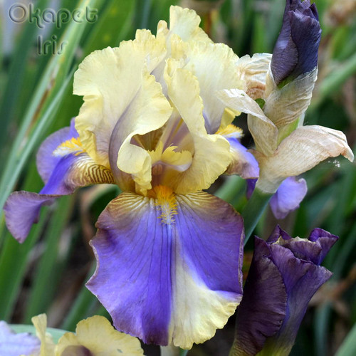 Riva Bella | Okapette Iris