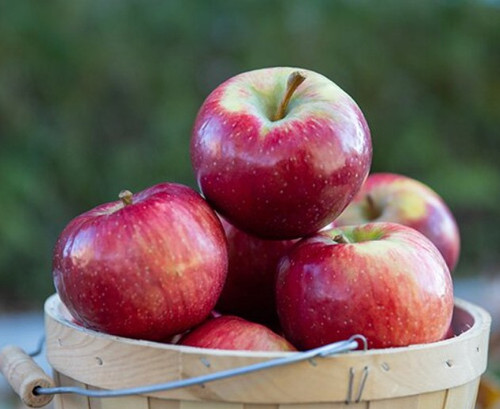 Triumph apple tree | River Falls Fruit Trees