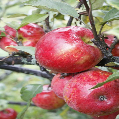 Sweet 16 apple tree | River Falls Fruit Trees