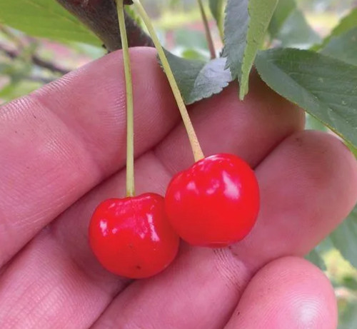 Evans Bali Cherry tree | River Falls Fruit Trees