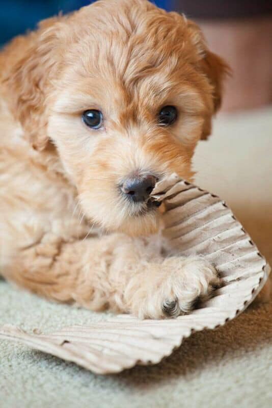 What Is Enrichment what-is-enrichment
