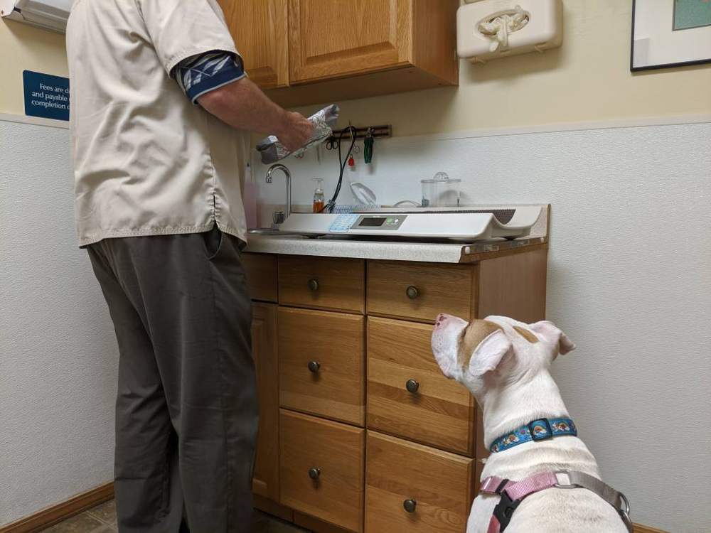 Managing Vet Visits with a Fearful Dog