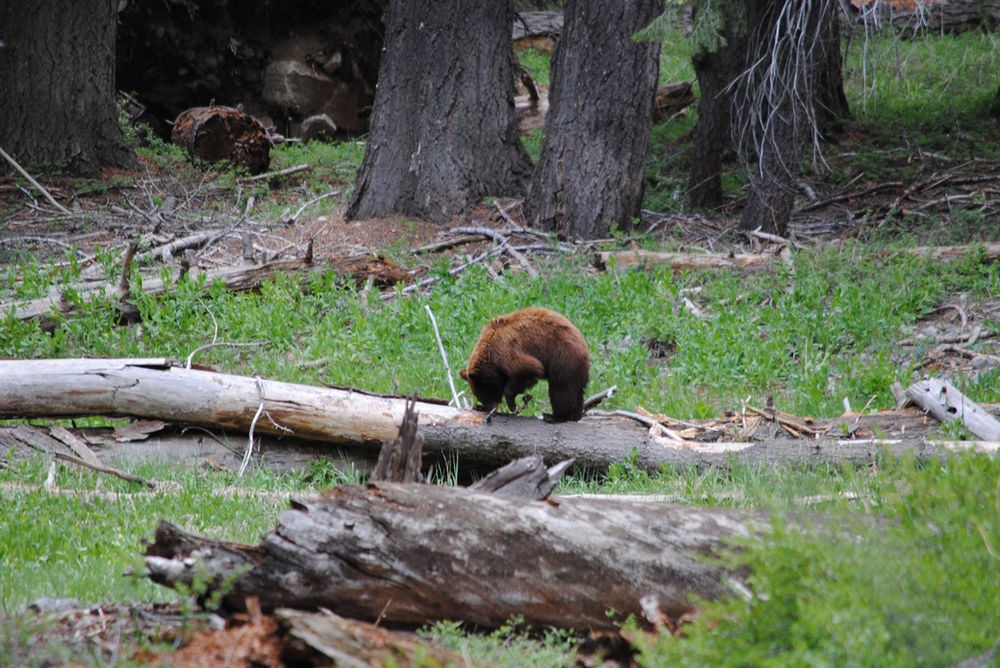 Be BEAR Aware! Camping & Food Storage Safety