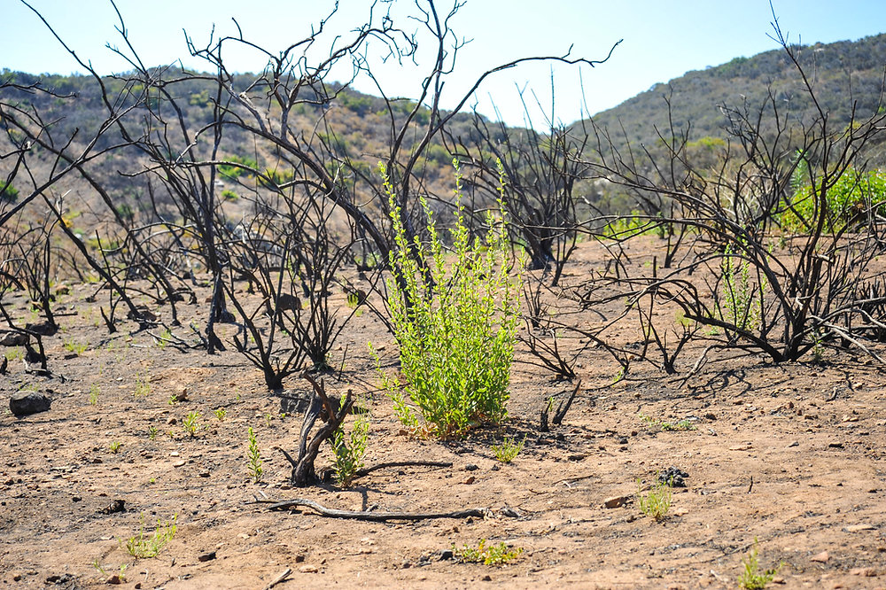 Ecosystem Transformation After a Large Scale Disturbance: Virtual ...