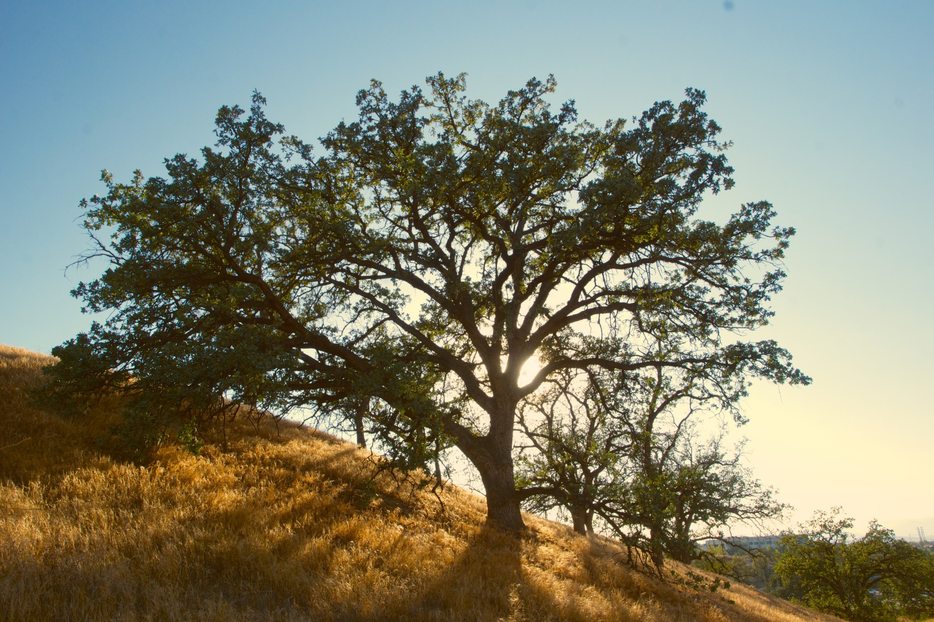 Trees: Our Important Oak Trees | Climate Kids Connects: Food