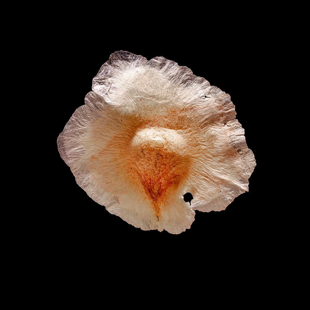 Winged seeds