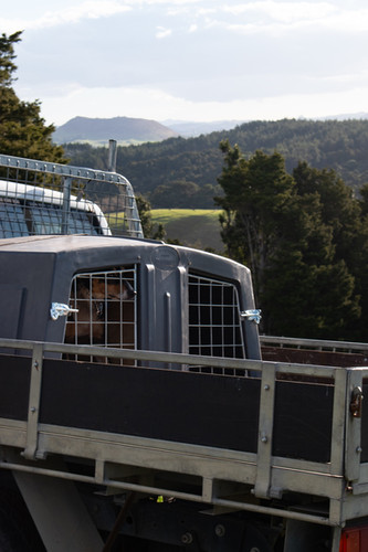 Express Standard Carrier | The Dog Express