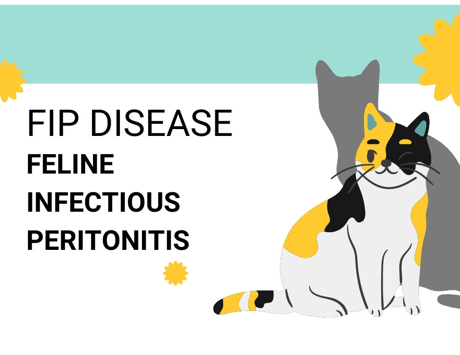 Understanding FIP in Cats: A Comprehensive Guide
