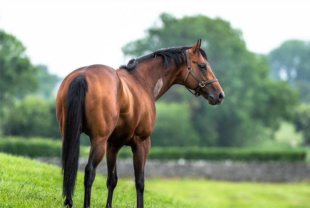 Mehmas pinned a new Stakes victory