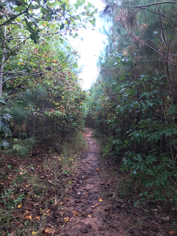 Paris Mountain State Park - Sassafras Loop Trail