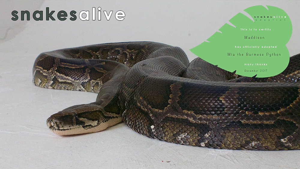 Burmese Python Adoption