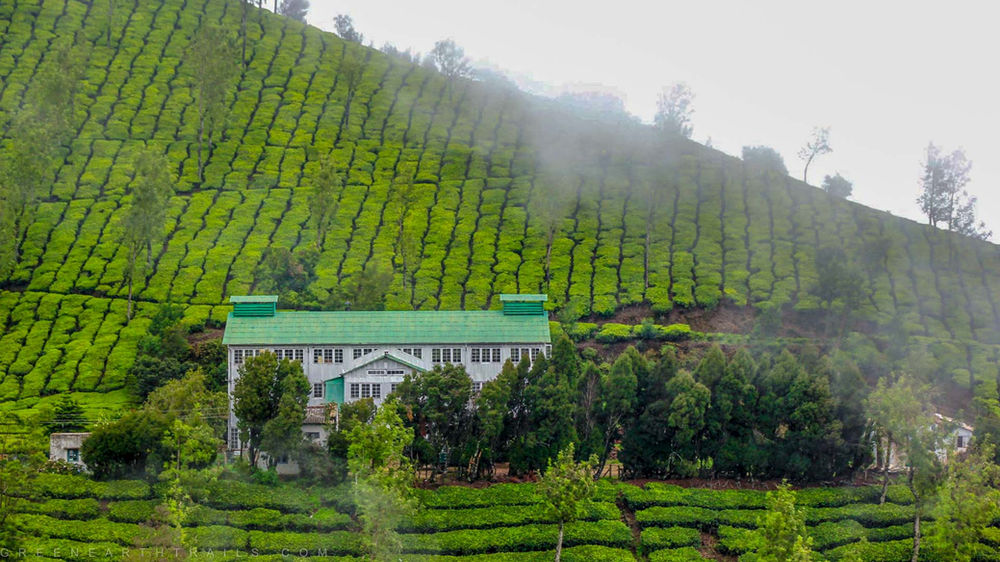 Distinct Places to Visit in Munnar : Kolukkumalai Tea Factory