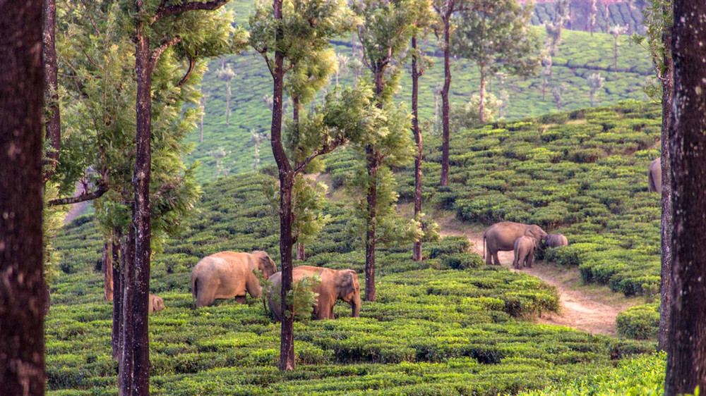 Wildlife Photography tour to Valparai, We saw the Hornbill