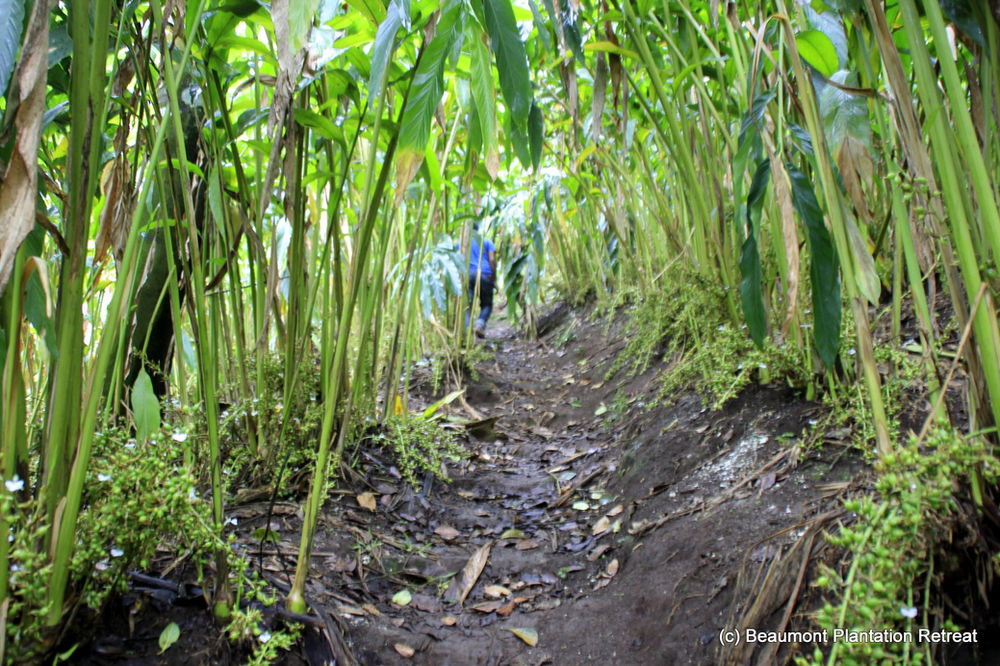 The Cardamom Plantations of Thekkady Idukki