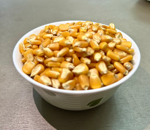 Ayar Thukha San | High-Quality Corn from Myanmar