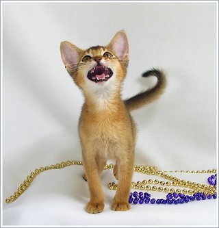 abyssinian kitten