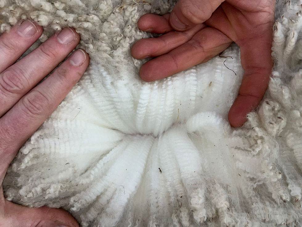 Capital Alpaca | Alpaca Breeder | Little Pethills Farm, Hollin Lane ...