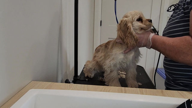 How to Clip Trim an American Cocker Spaniel